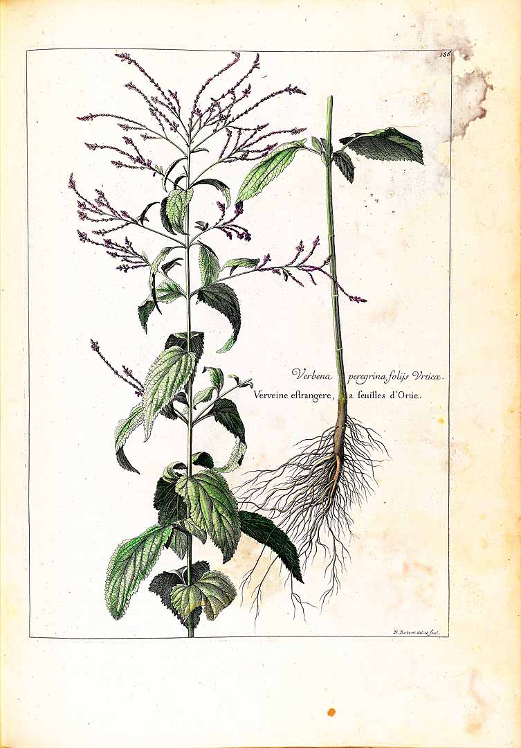 A Picture Speaks… – Plant Portraits