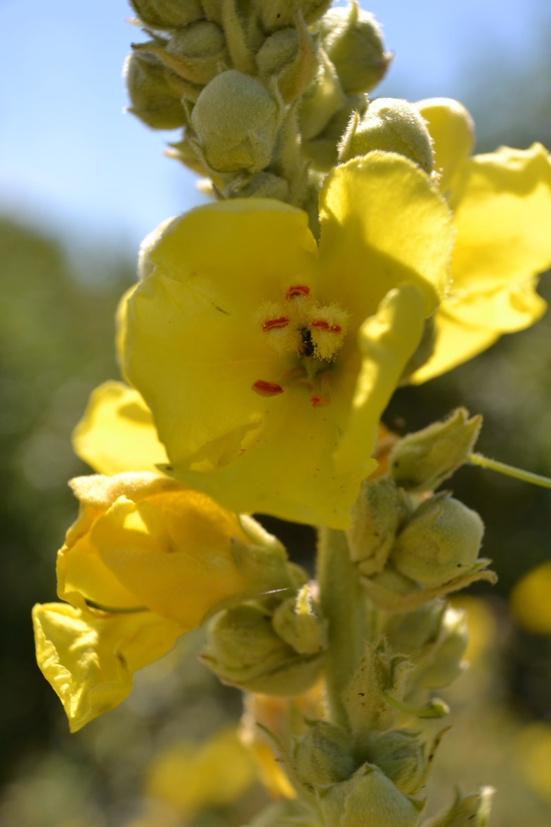 Mullein – Plant Portraits